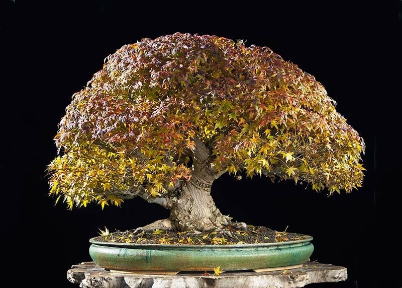 Walter Pall Bonsai Adventures: Japanese maple #10