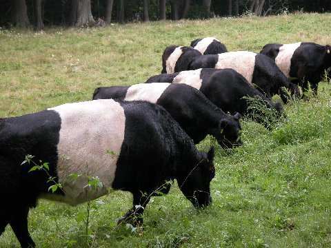 Two Men and a Little Farm: OREO COWS - GOT MILK??