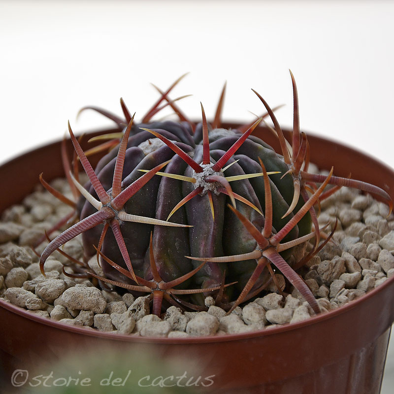 Capatina al vivaio "Punto e a cactus"