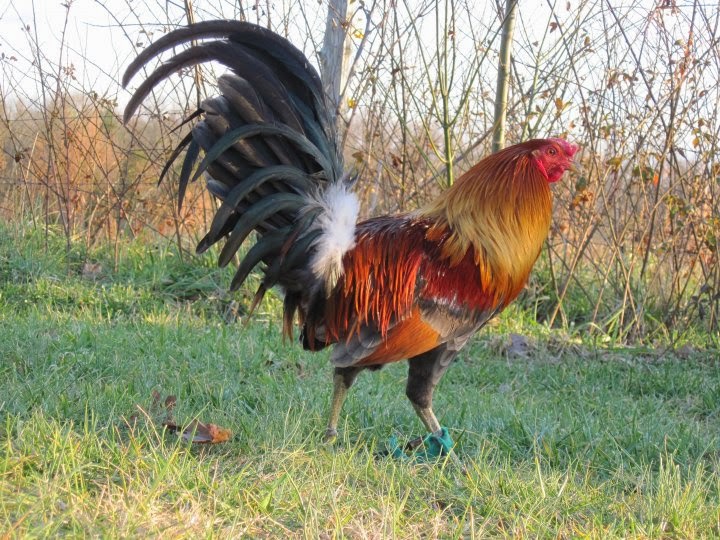 Cockers Today: Proper Conditioning of a Gamefowl