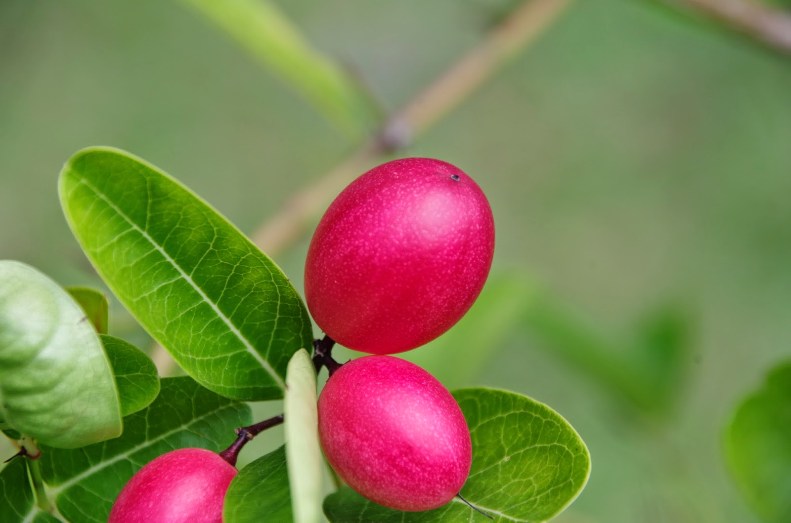 Trees and Plants: Karonda (Carissa Carandas)