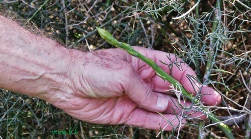 Divlja šparoga: 2015