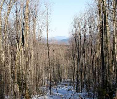 Best buildings and Beautiful places of the world: Randolph Forest, Maine