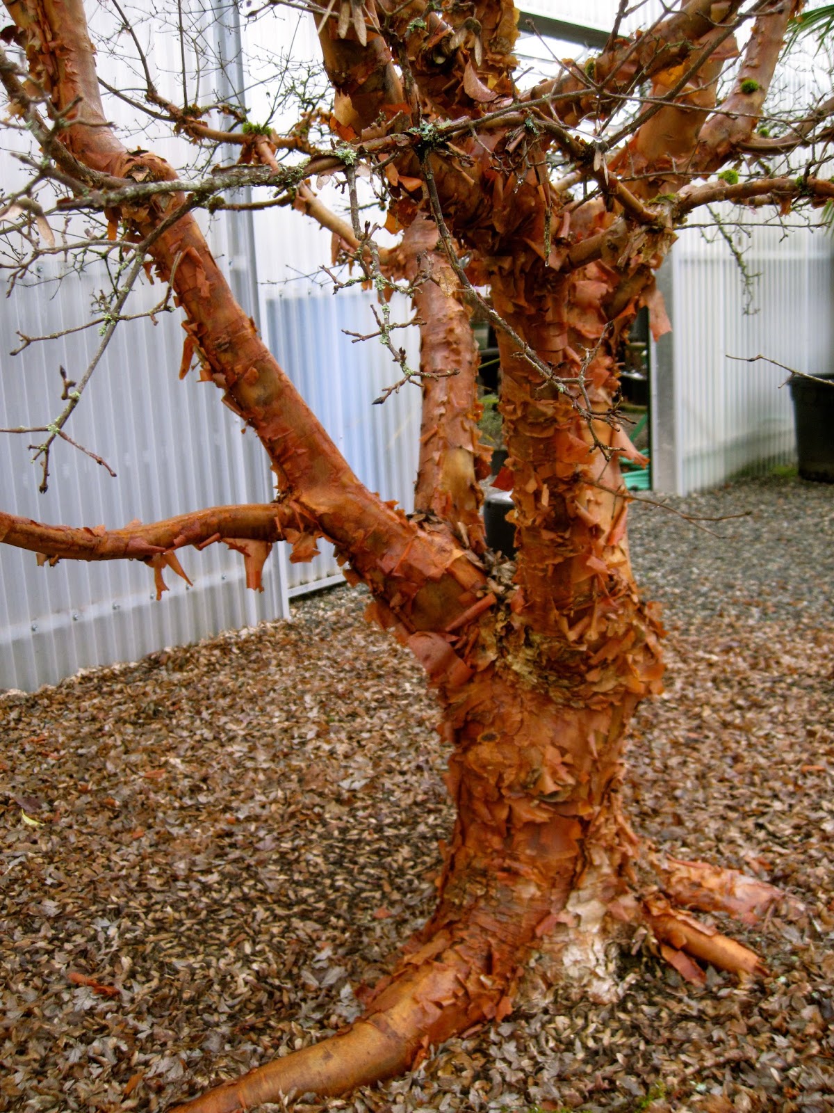 Bonney Lassie: Paperbark Maple for Foliage Followup