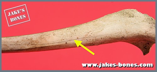 Strange bones: the broken roe deer tibia : Jake's Bones