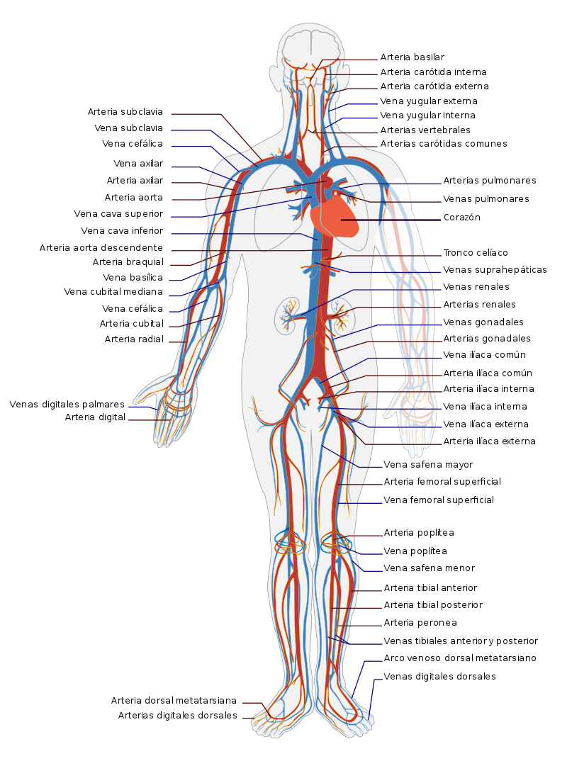 LAMINAS EDUCATIVAS: Sistema circulatorio