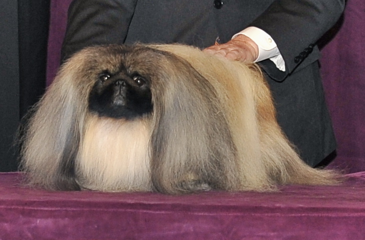 To Dog With Love: Pekingese Malachy is Top Dog at Westminster