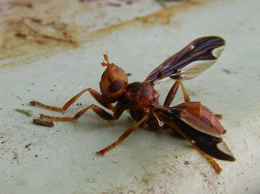 Blue Jay Barrens: Waved Light Fly
