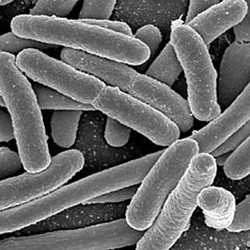 the silkworm: Bio-pesticides and Bio-fertilizers for sustainable ...