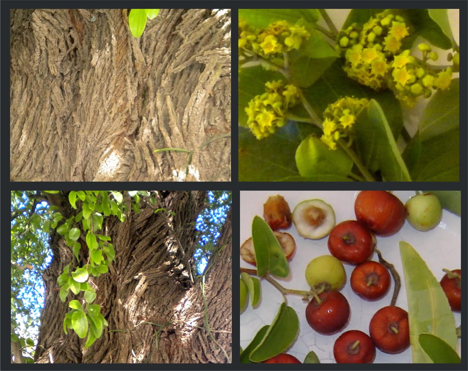 Argentina nativa: Mistol (Sarcomphalus mistol)