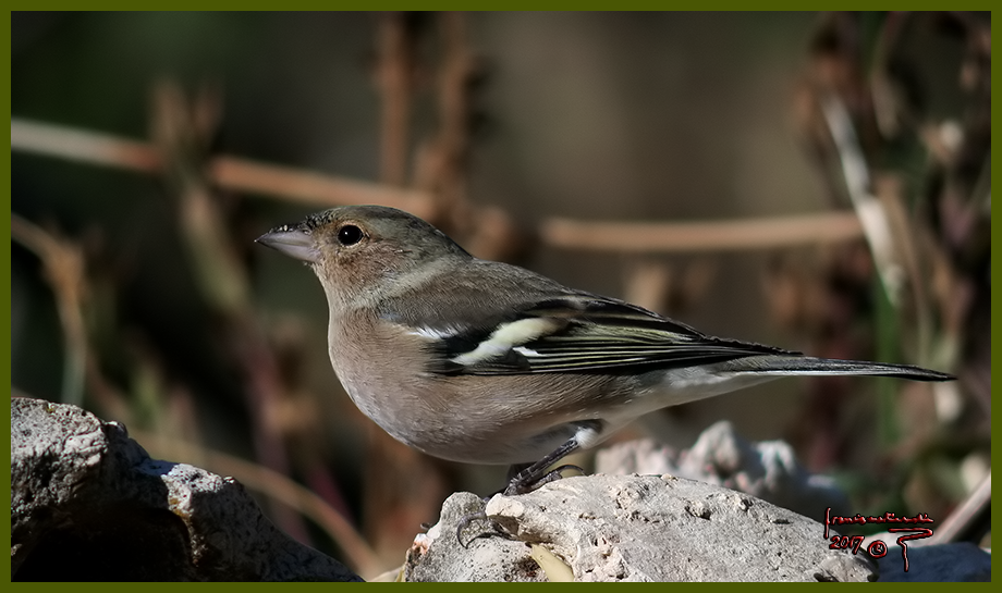 Pelisque jhurdano: Pinzón vulgar (Fringilla coelebs) Linneo 1758