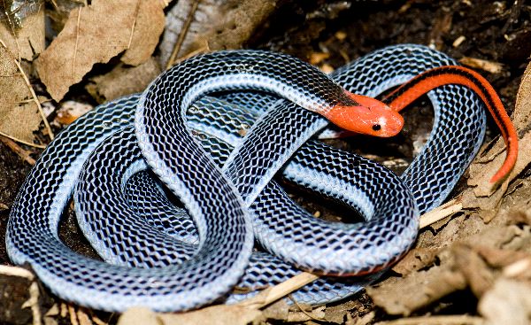 MU-Peter: Warning! Colors! Part 3: Evolution of Coral Snakes