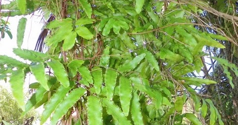 SUMBER ILHAM: ANYAMAN RIBU RIBU KUDAT SABAH