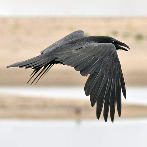 Karga nedir ne demektir? Karga ile ilgili deyimler atasözleri ve ...