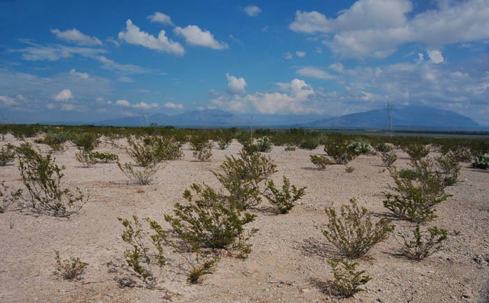 Introduccion : Matorral Xerofilo