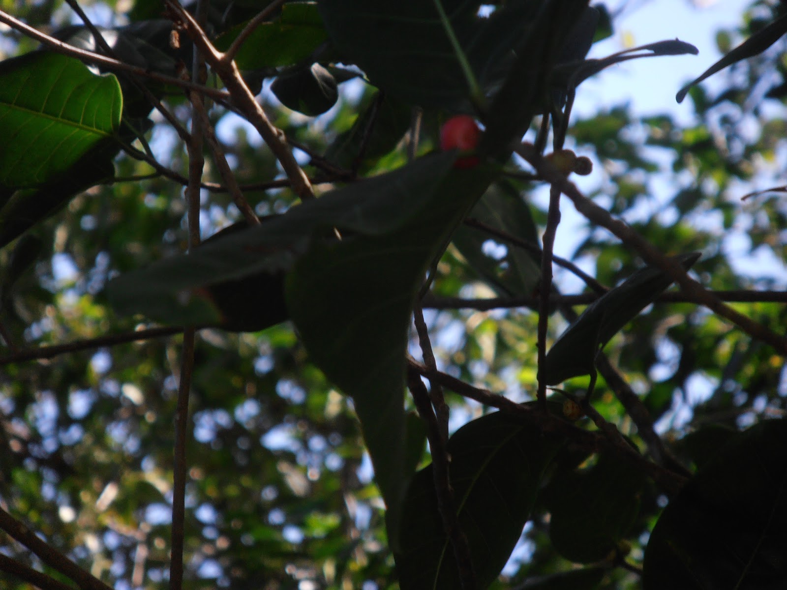 Flora de Puerto Rico Ilustrada Papo Vives: MORACEAE FICUS STHALII ...