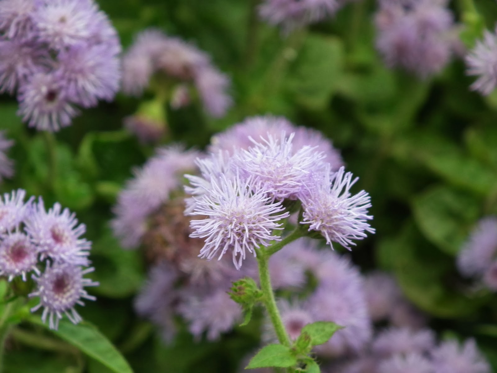 Flower Homes: Floss Flowers