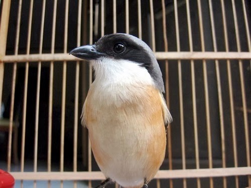 Karakter dan Ciri Burung Cendet Jantan - Ocehan Kenari