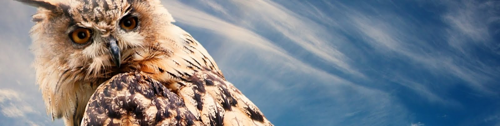 SZKOLNY ODLOT EKONOM: Moja pasja - rysunek - style rysowania