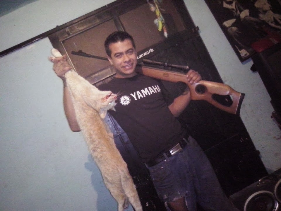 Solo una multa de 1200 dólares para el "matagatos" de Querétaro (México ...