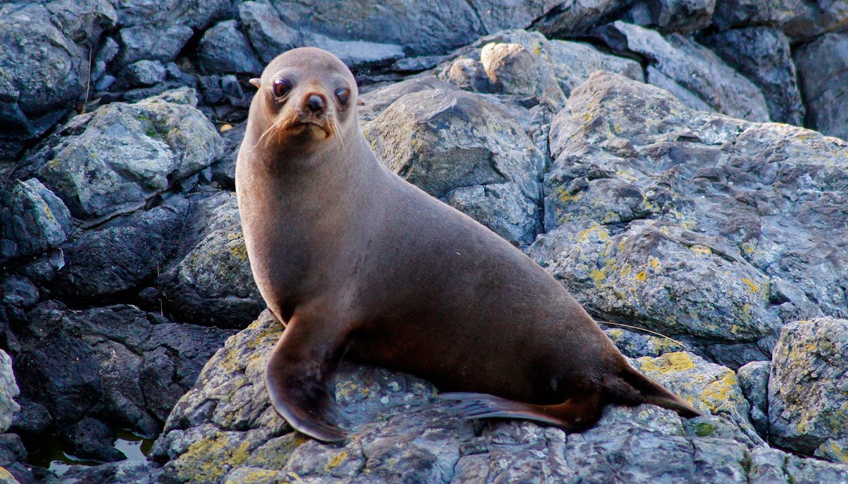 flora y fauna de baja california sur