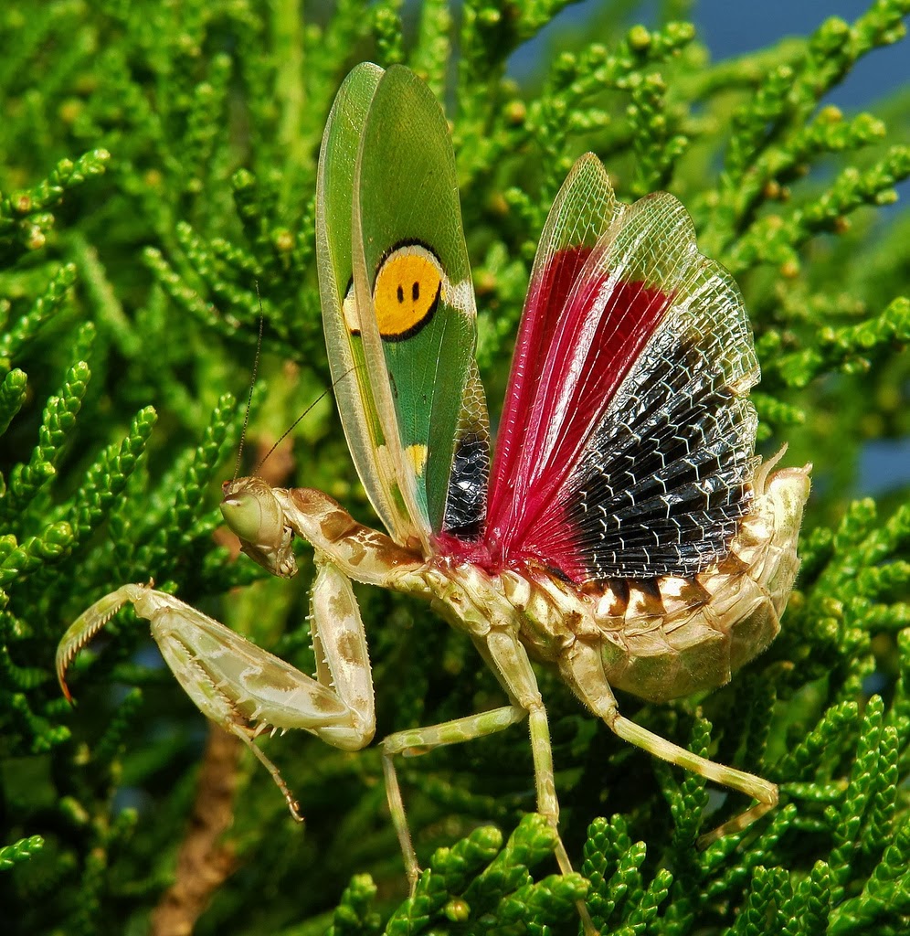 Biologia-Vida: Louva-a-deus-flor / Indian flower mantis (Creobroter ...
