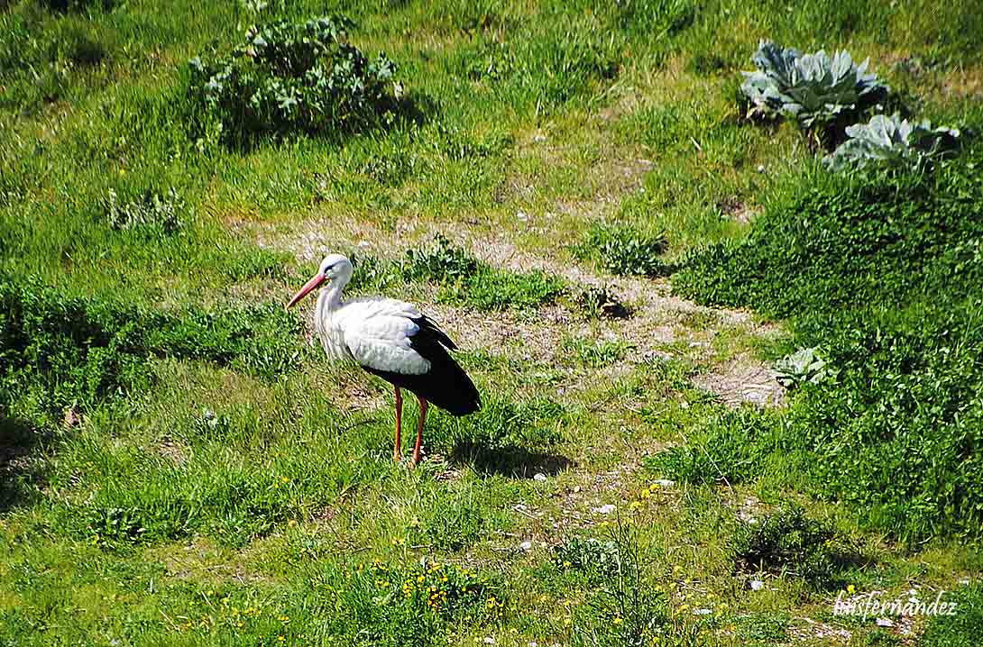 OCIO y CULTURA : Ripios