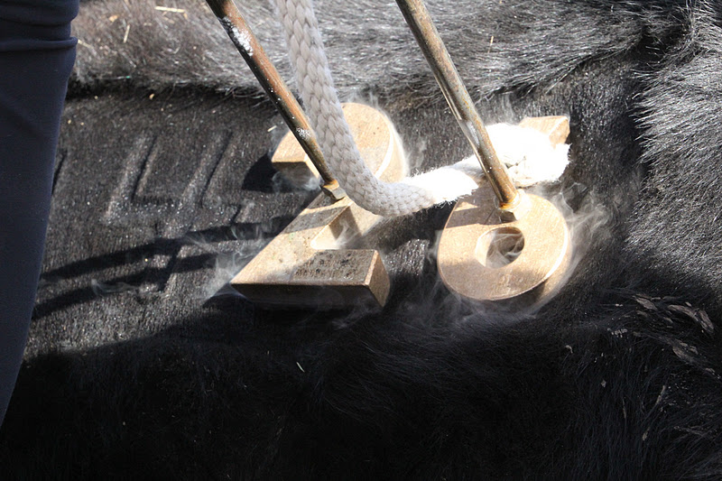 Kids, Cows and Grass: Freeze Branding Registered Cattle