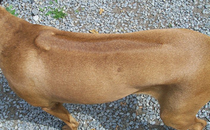 Rhodesian Ridgeback Back