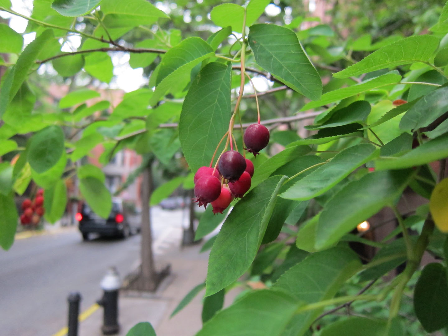 66 Square Feet (Plus): Berries that ripen in June