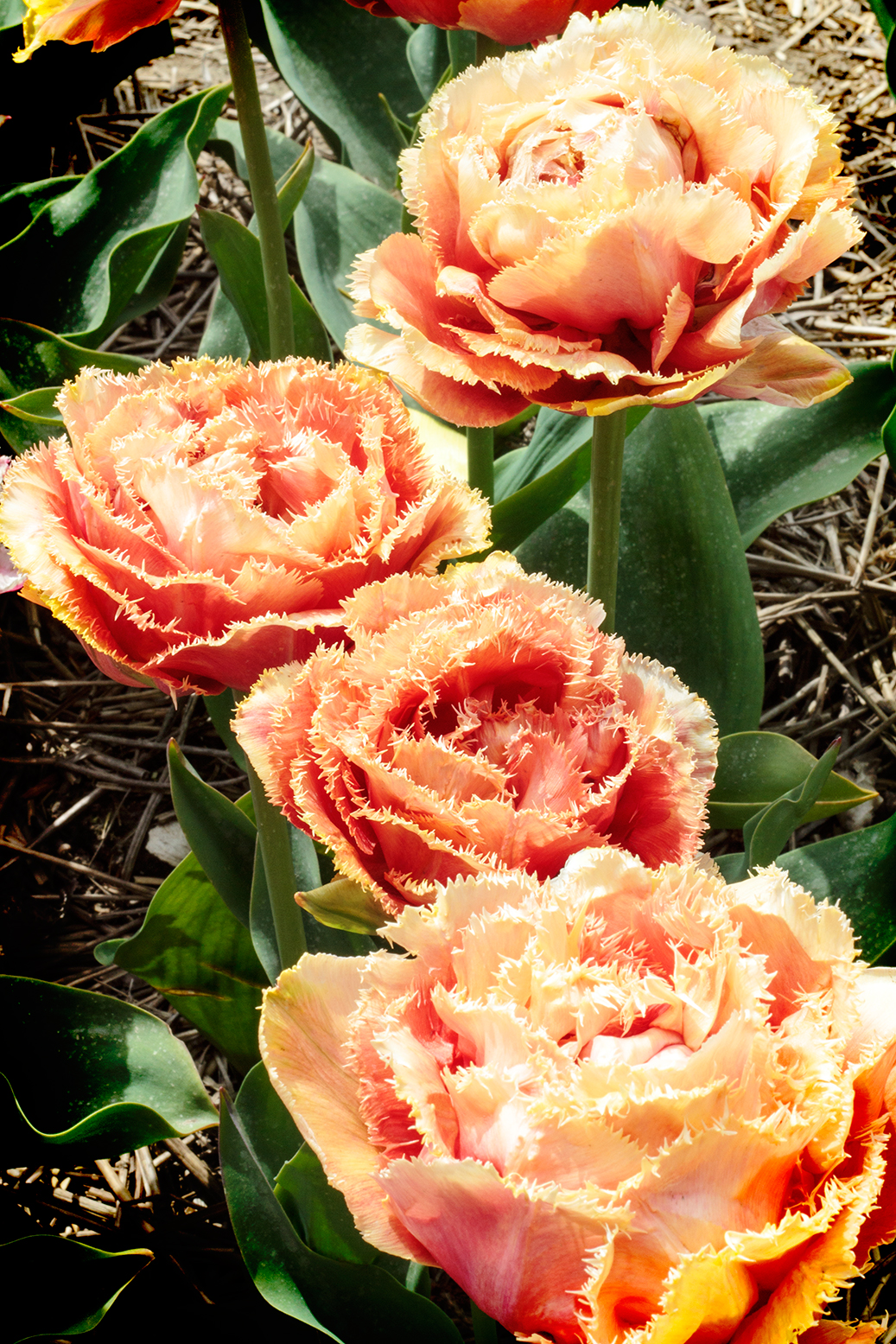 WEEKEND VIBES | TULIP FESTIVAL | Wit Konijn