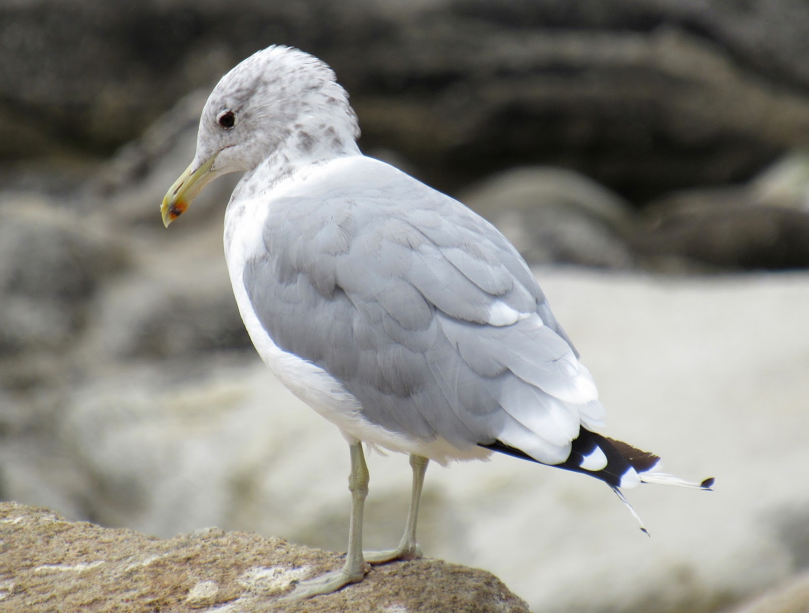 Gull ID Tips, Plus a Hybrid Gull (as if gull identification could ...