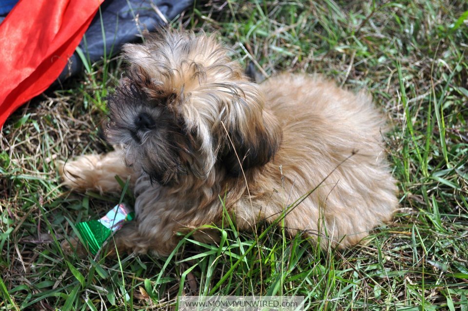 All About This Dog Named Chowder! - Mommy Unwired