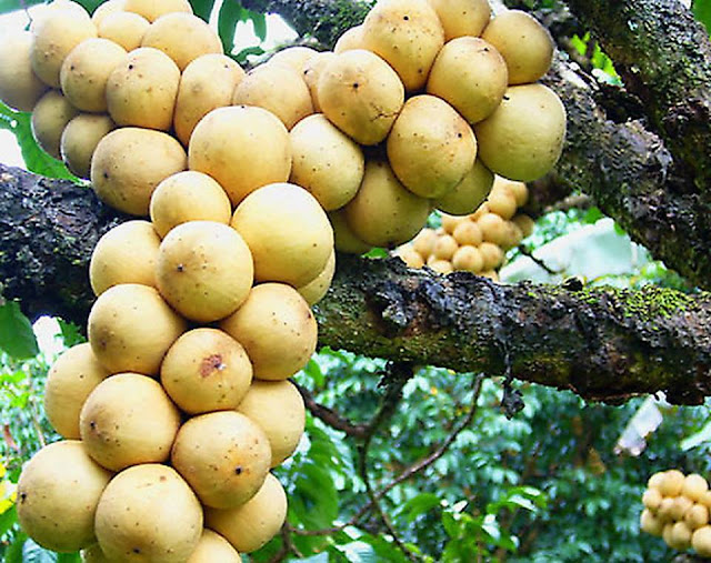 23 Buah Bewarna Kuning dan Manfaatnya Bagi Kesehatan | Keluarga Nawra