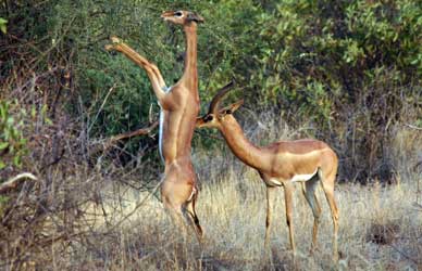 Gerenuk