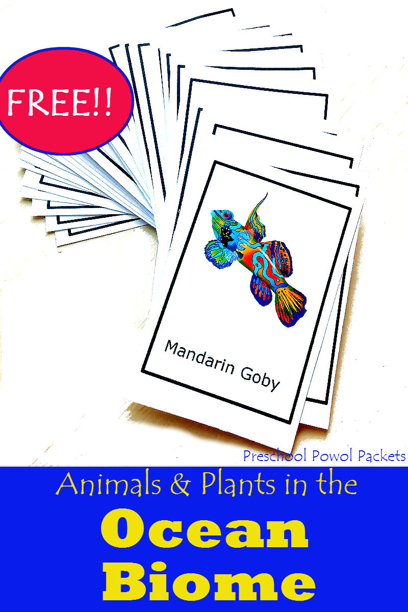 {FREE} Ocean Animals & Plants Cards | Preschool Powol Packets