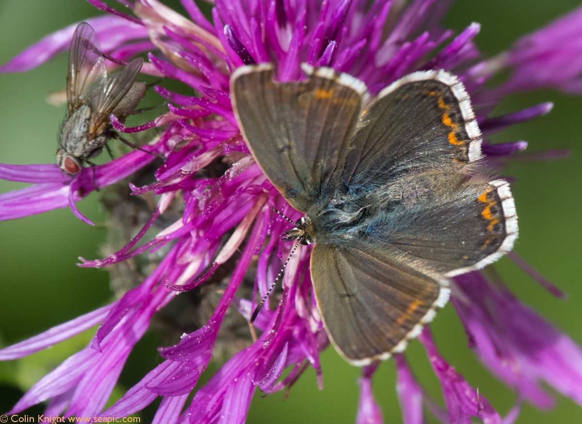 Postcards from Sussex: August 2012