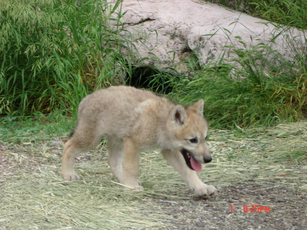 White Wolf : PHOTOS - Beautiful Wolf Pups : They Are The Future
