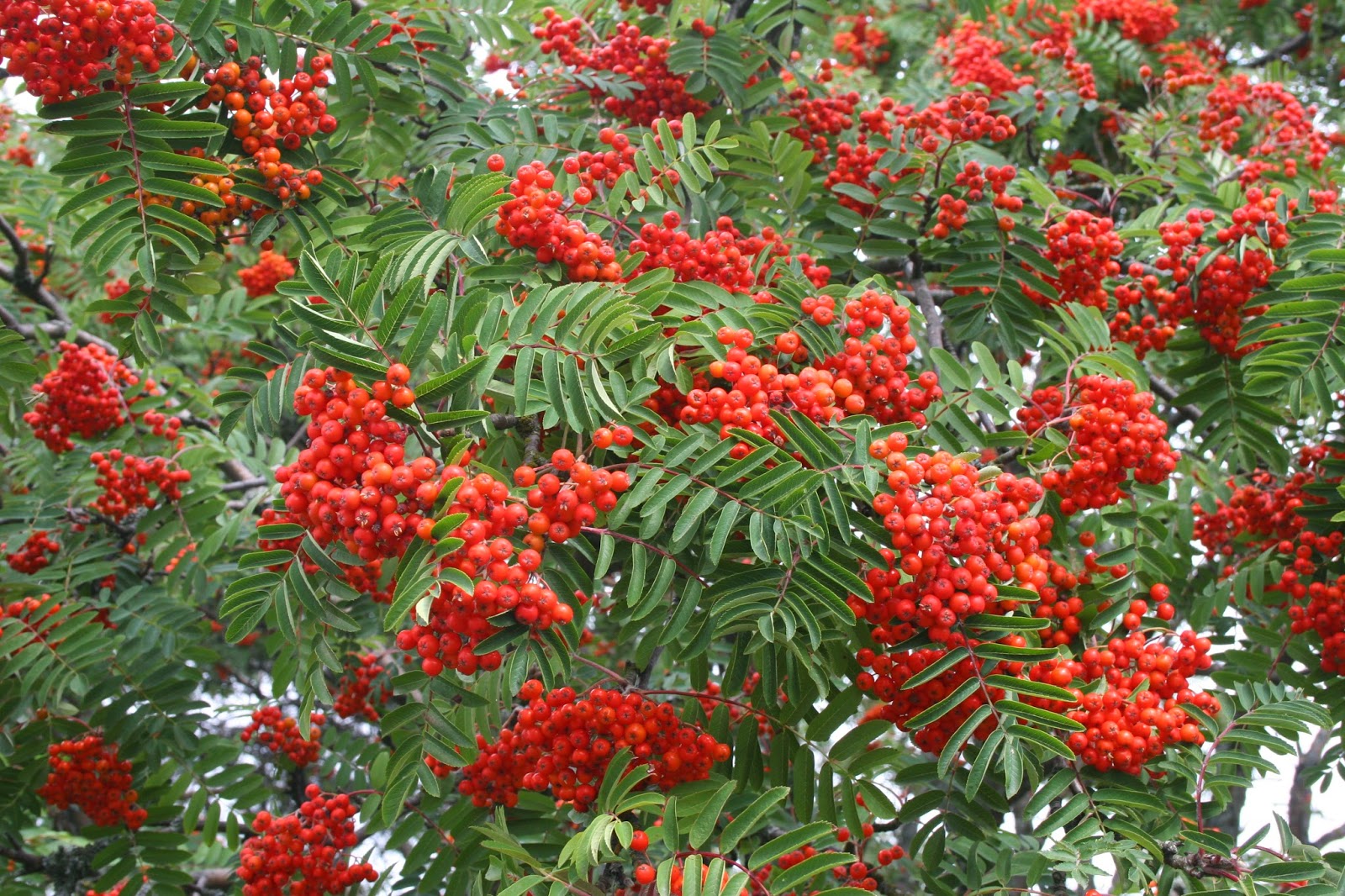 Siniunikon: Kotipihlaja Sorbus aucuparia rönn