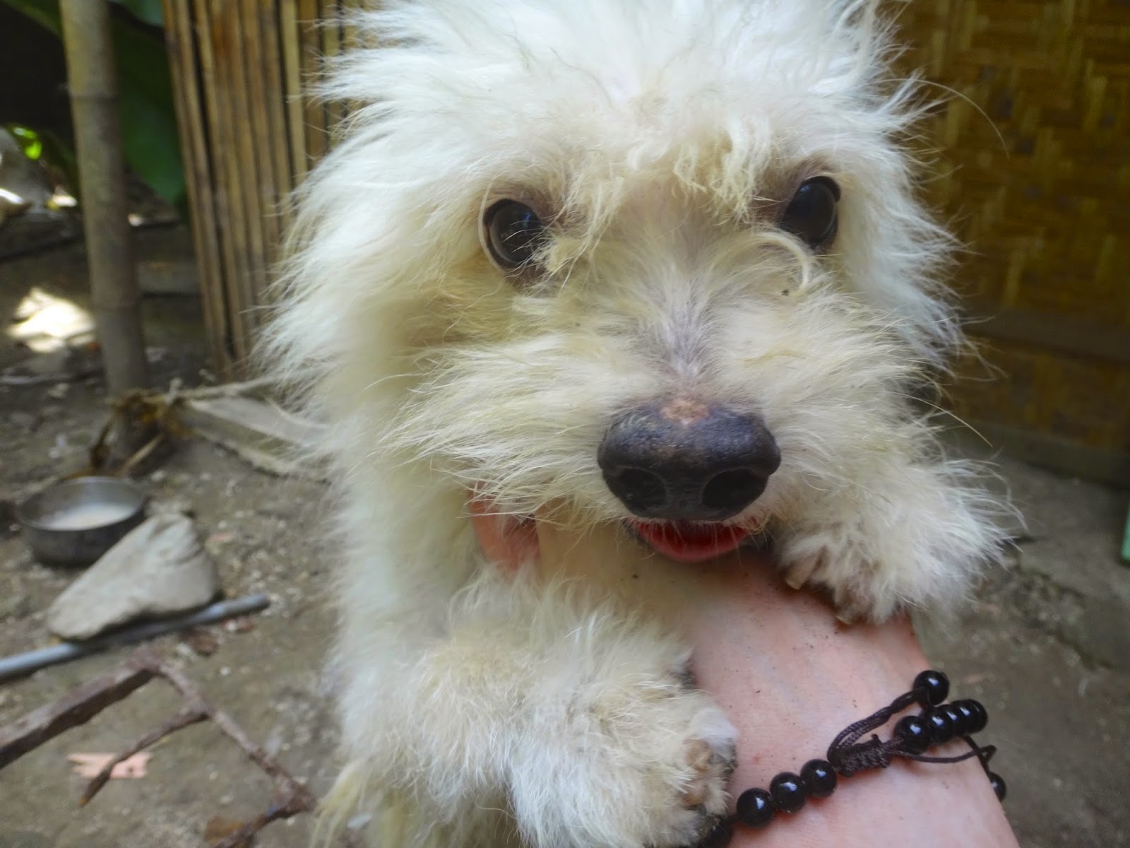 Bohol's Famous Python | The Mosbys in China