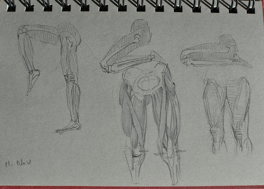 KS-Choi: Anatomy study