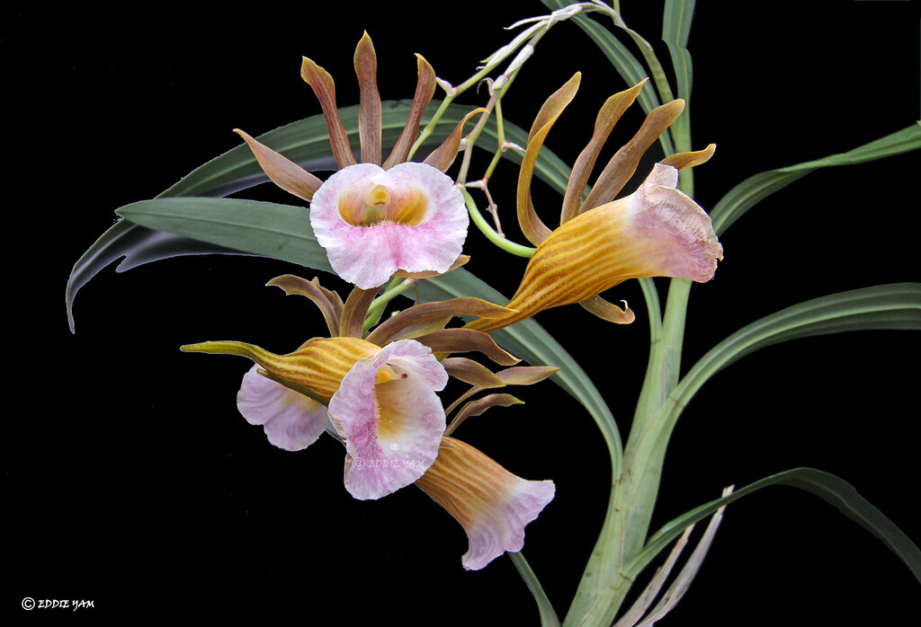 Galeandra baueri care and culture | Travaldo's blog