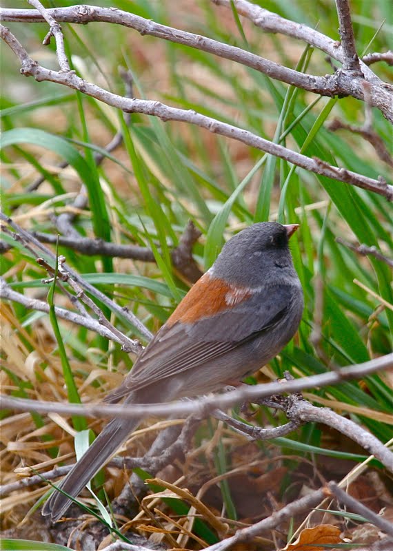 Gray-headed Junco