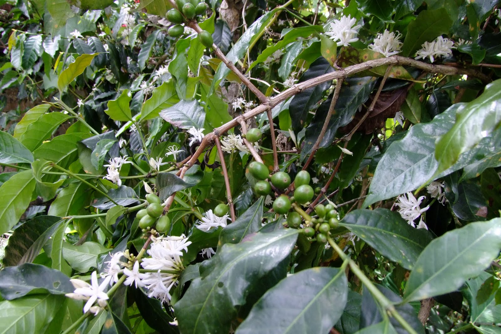 EAST TIMOR COFFE ACADEMY: TIMOR E A CULTURA DO CAFÉ