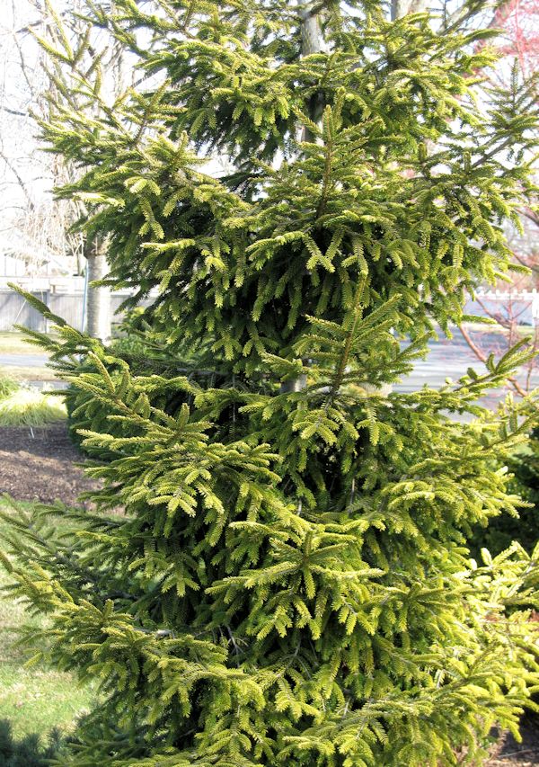 A GUIDE TO NORTHEASTERN GARDENING: Colorful Evergreens in the Landscape ...