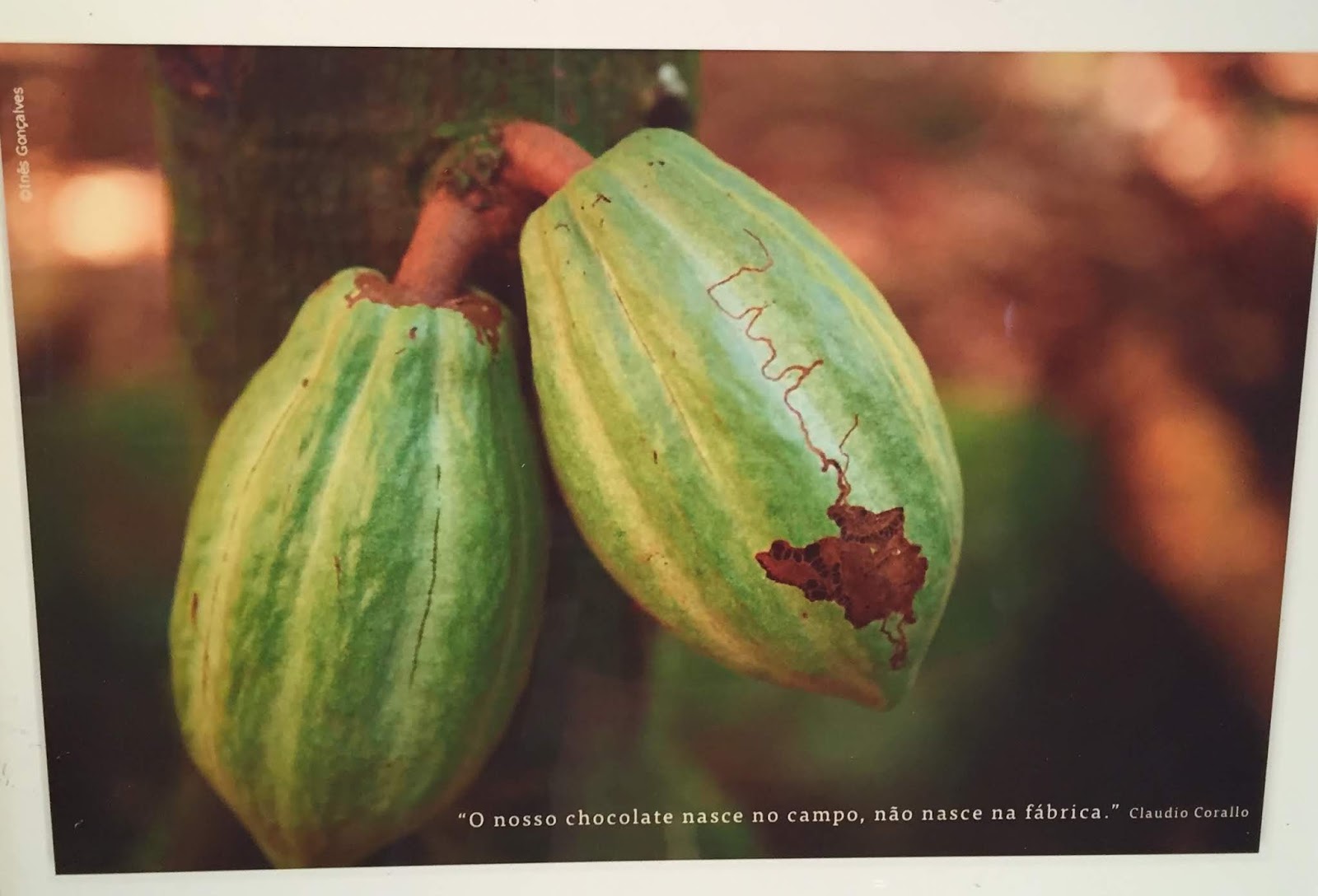 Bay Area Day Trips - Claudio Corallo Chocolate Tasting Tour