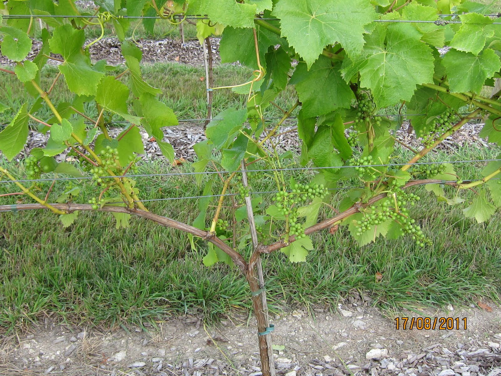 Albury Organic Vineyard: Leaf Pulling/Plucking