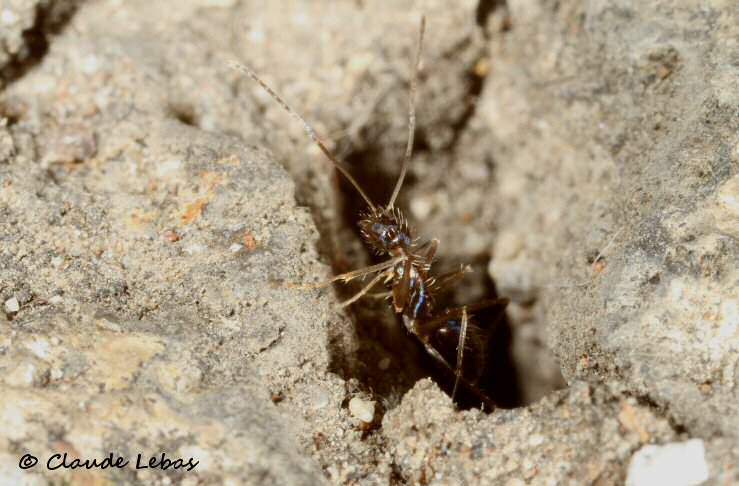 fourmis de Cuba- Hormigas de Cuba- Ants of Cuba: Paratrechina longicornis