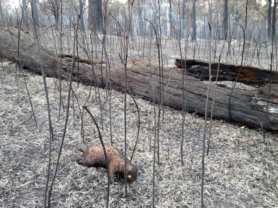 Helsie's Happenings: BUSHFIRES