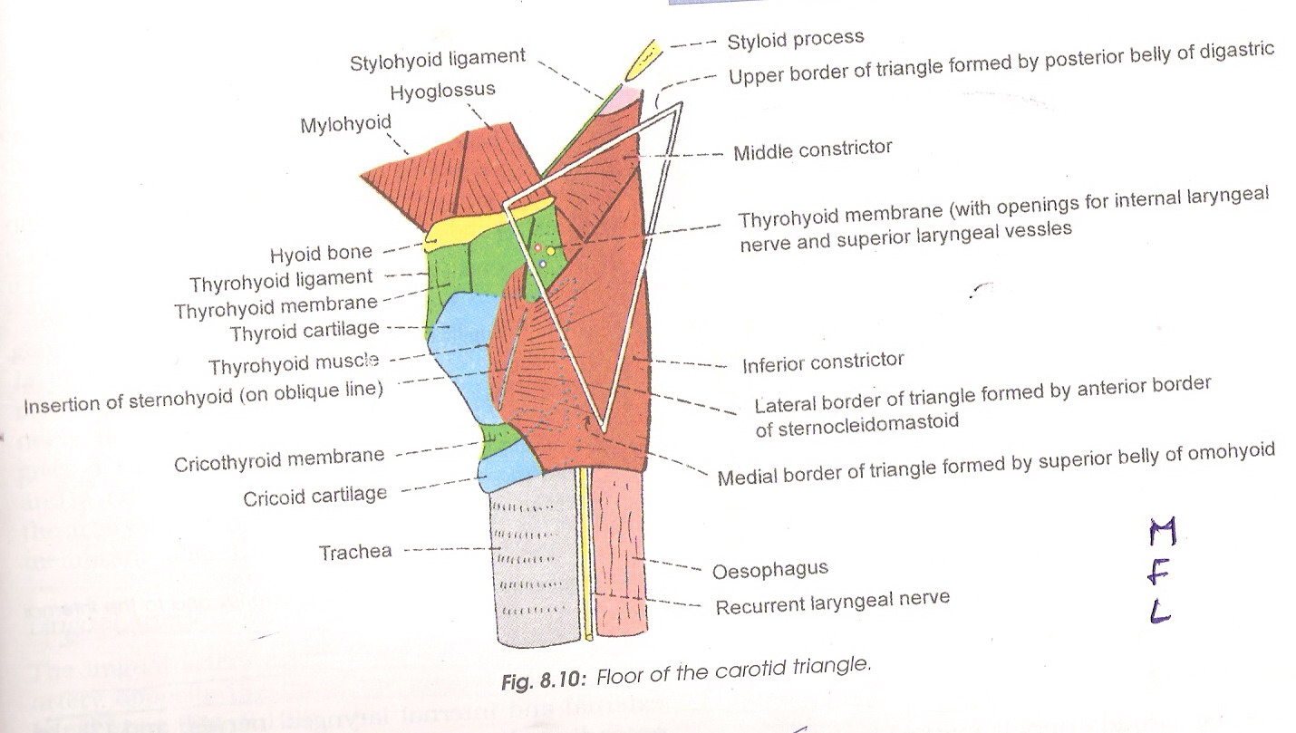 WizDent: ANATOMY OF HEAD & NECK